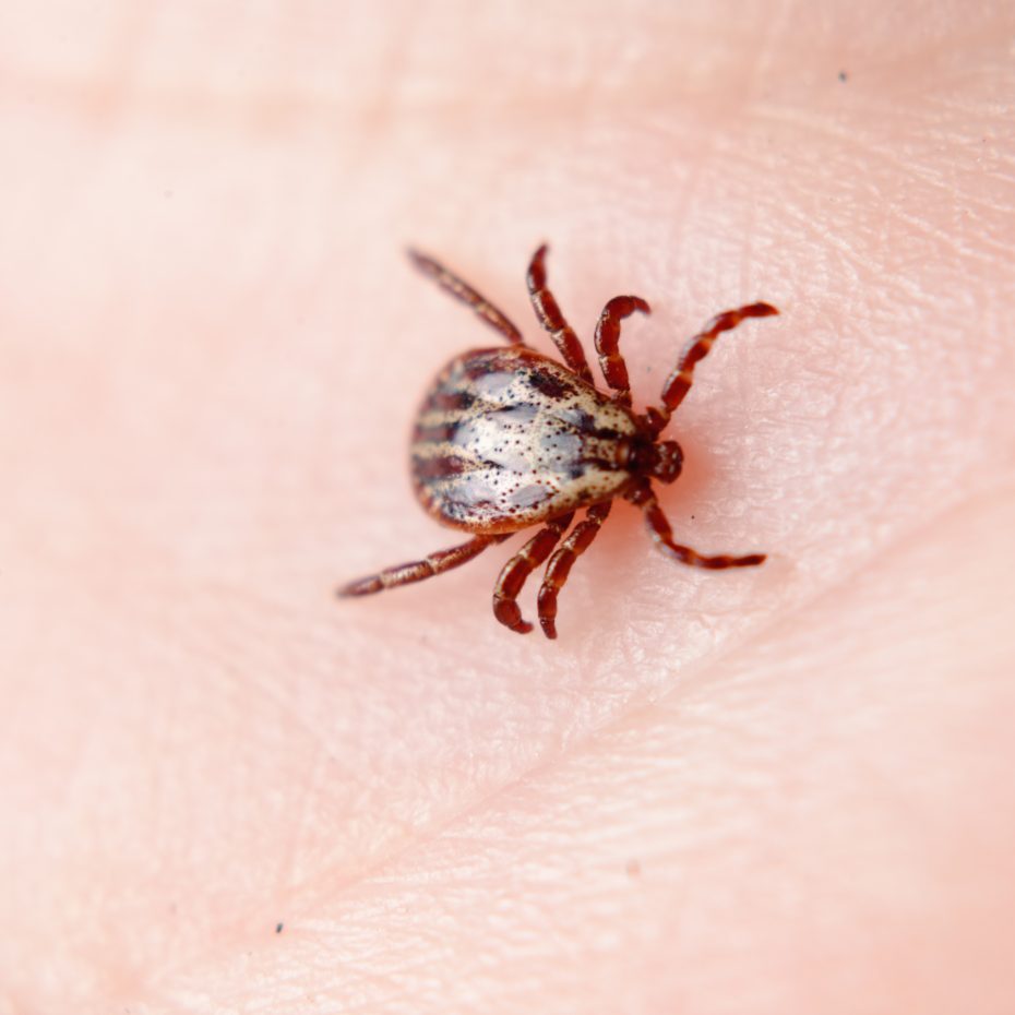 Ticks | One Health Nevada