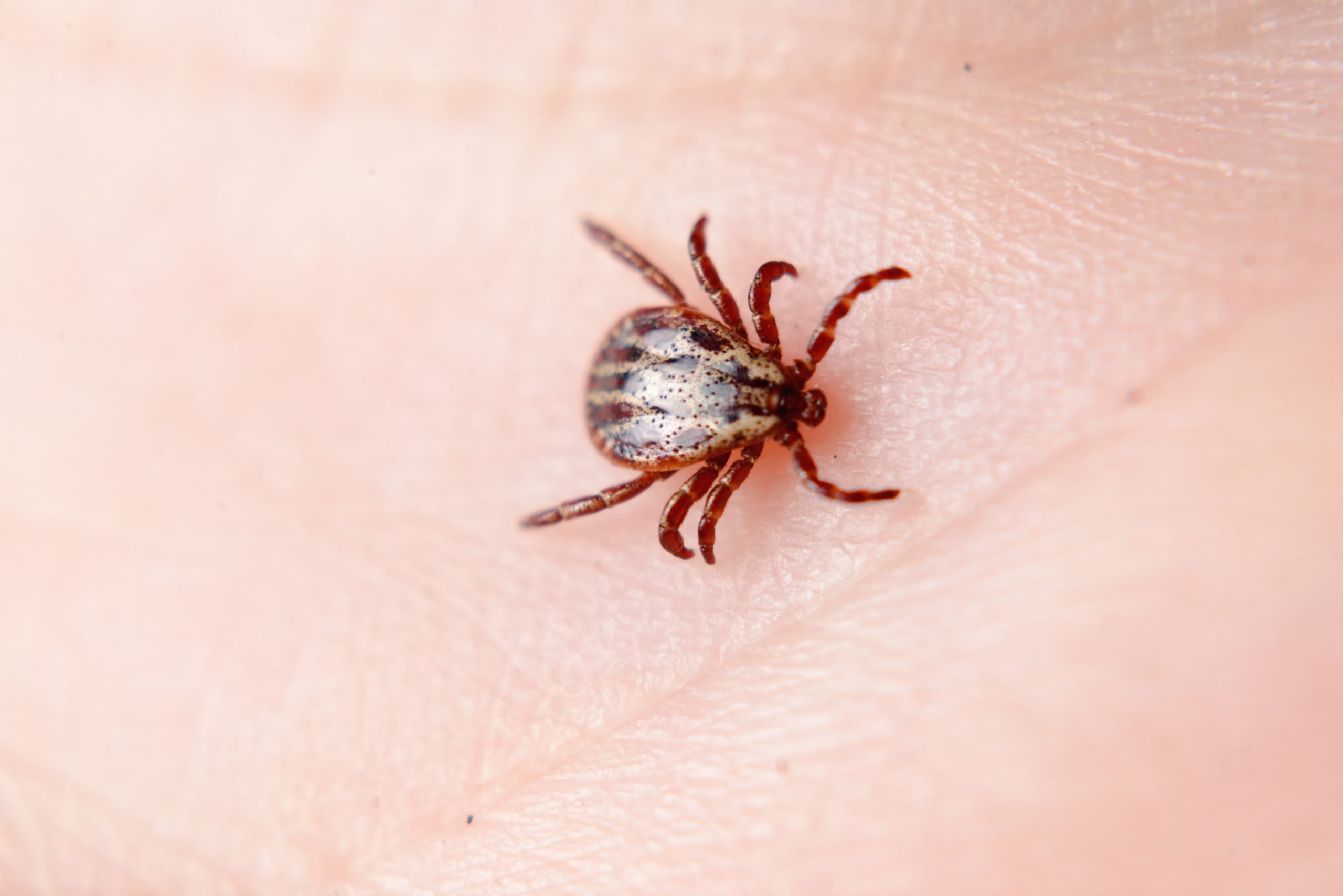 Ticks | One Health Nevada