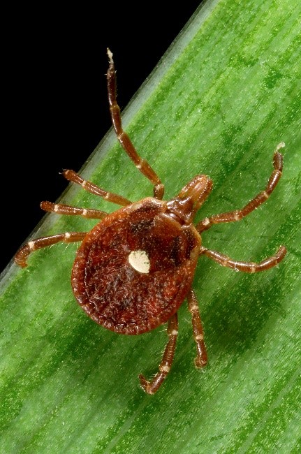 Southern Tick-Associated Rash Illness (STARI) | One Health Nevada