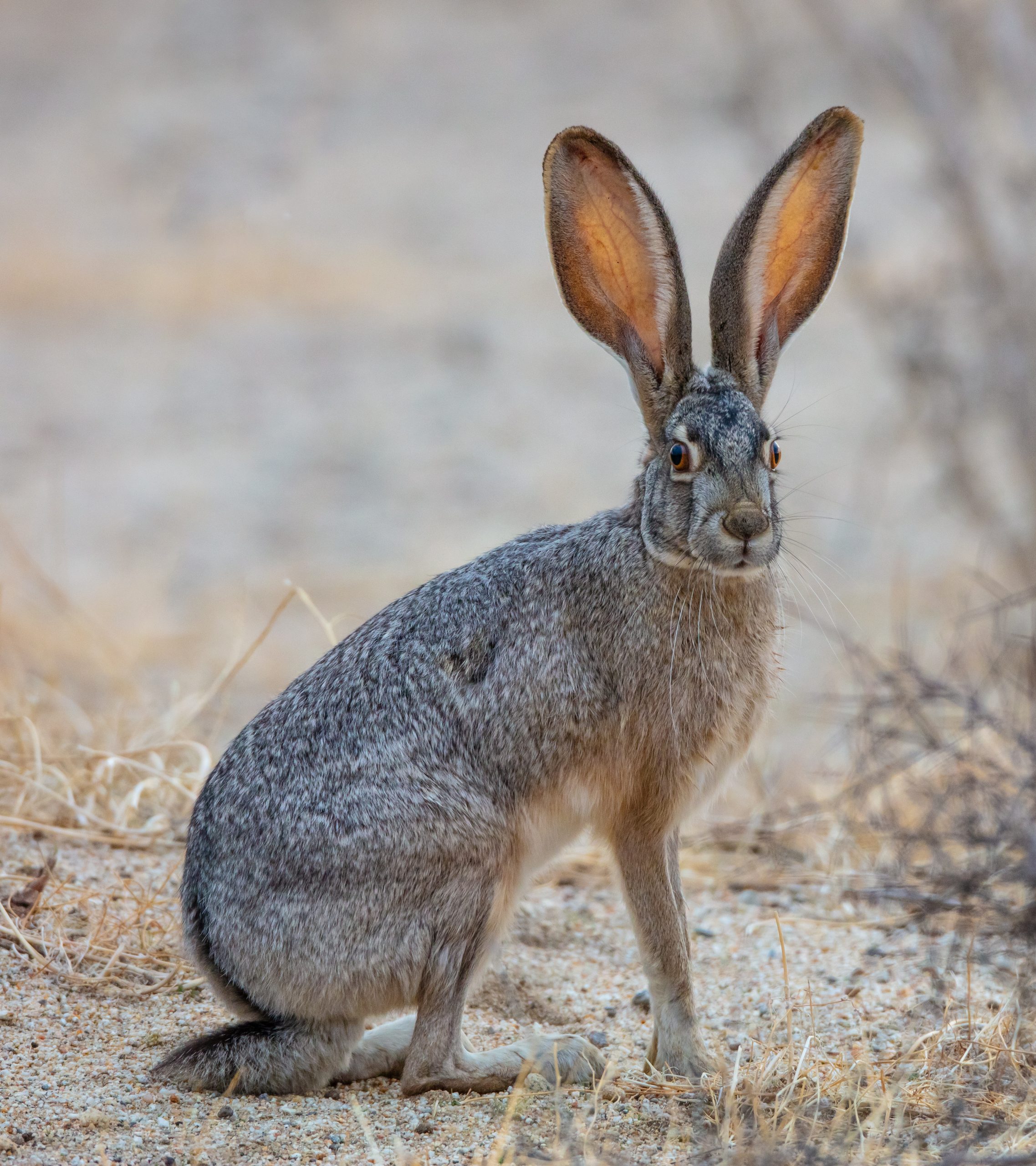 Wild Rabbits | One Health Nevada
