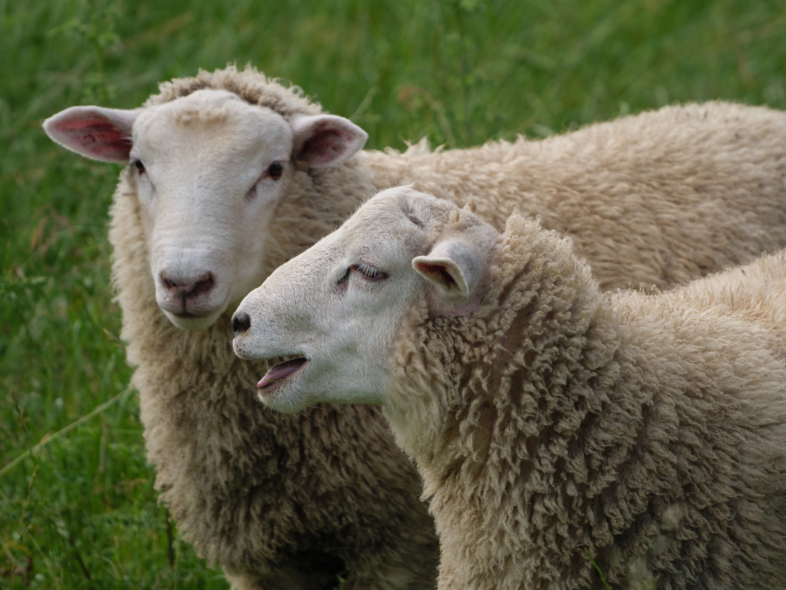 Sheep | One Health Nevada