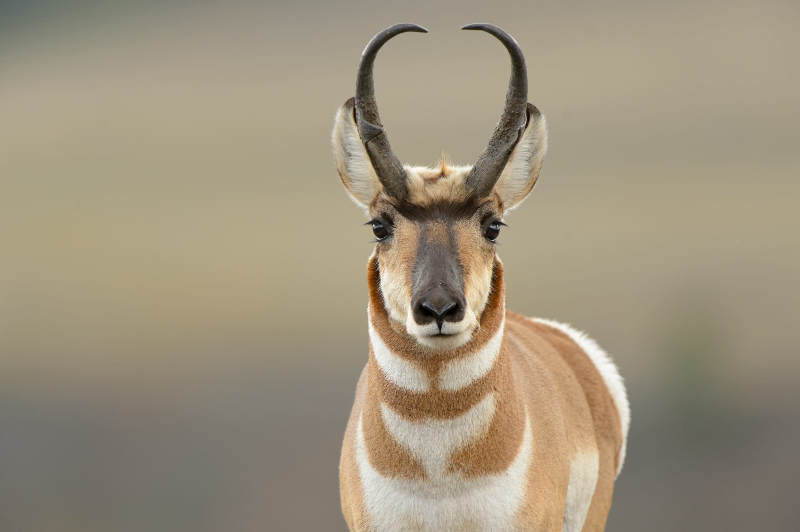 Antelope | One Health Nevada
