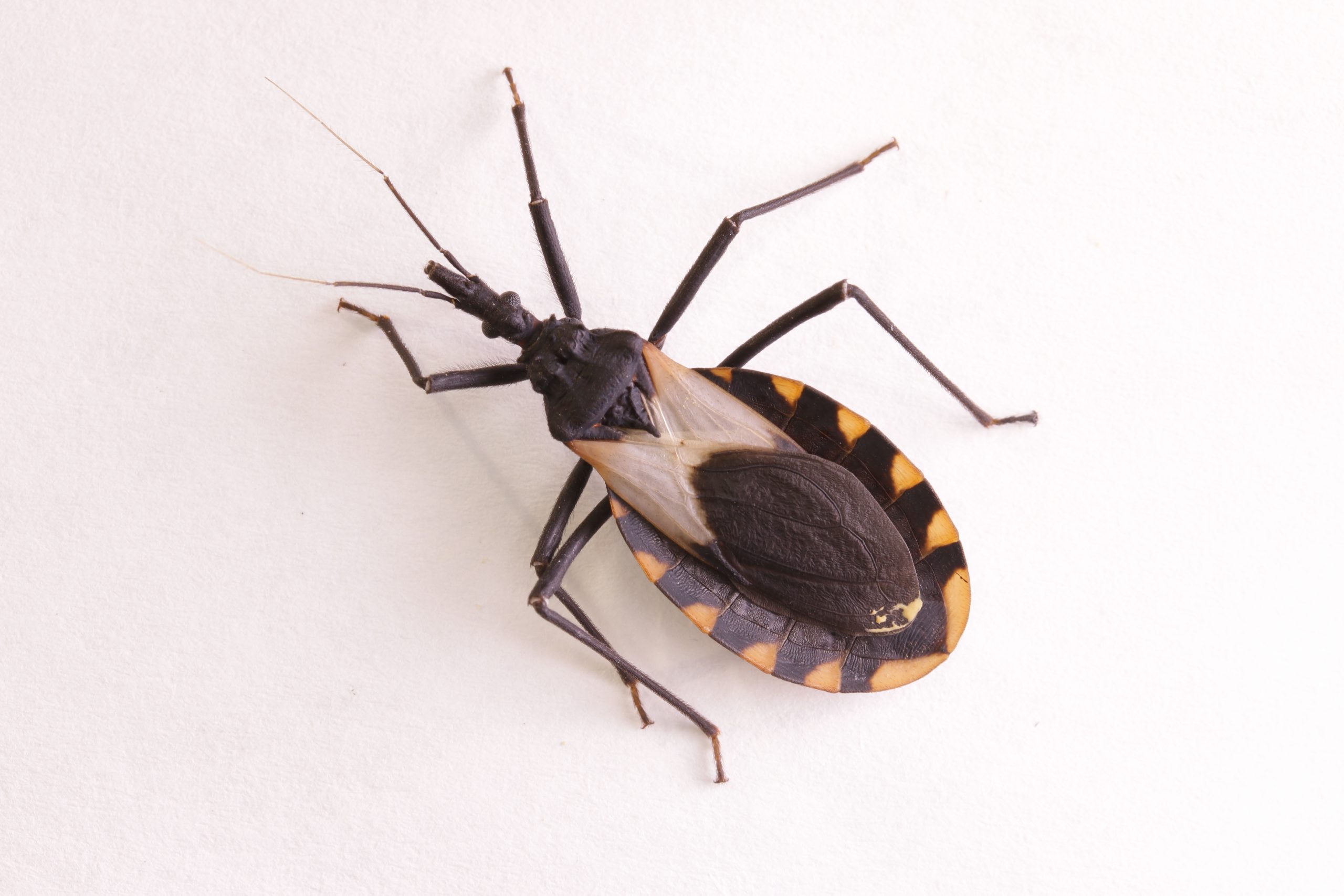 Chagas Disease | One Health Nevada
