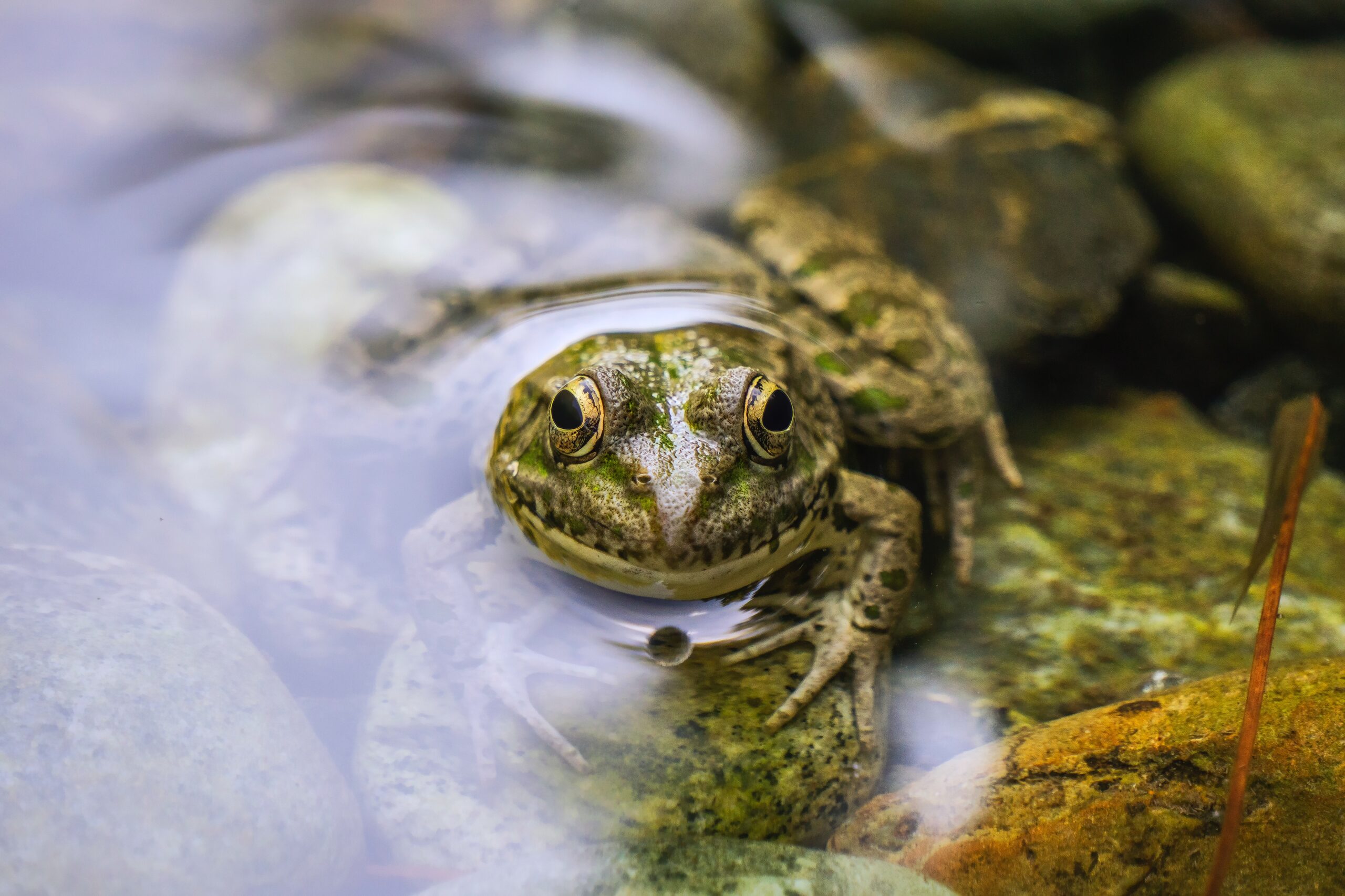 Be a Frog Scout | One Health Nevada