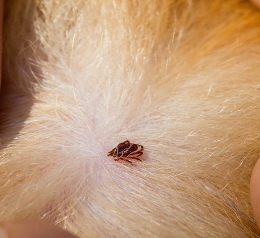 Get the tips! Stop the Ticks! | One Health Nevada