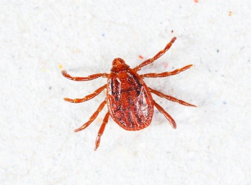 Get the tips! Stop the Ticks! | One Health Nevada
